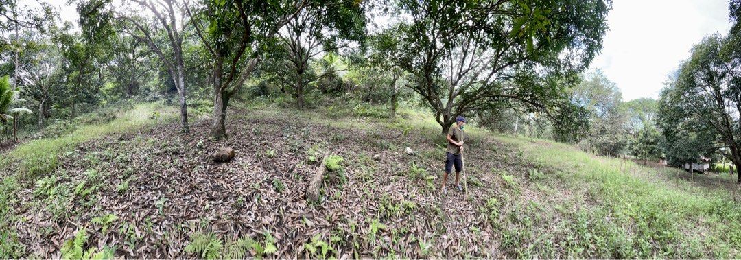 1 hectare farm lot with 70 mango trees, Property, For Sale, Lot on ...