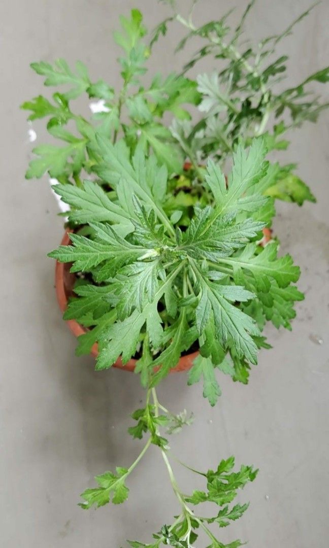 Artemisia Vulgaris Mugwort Felon Herb Medicine Vegetable plant ...