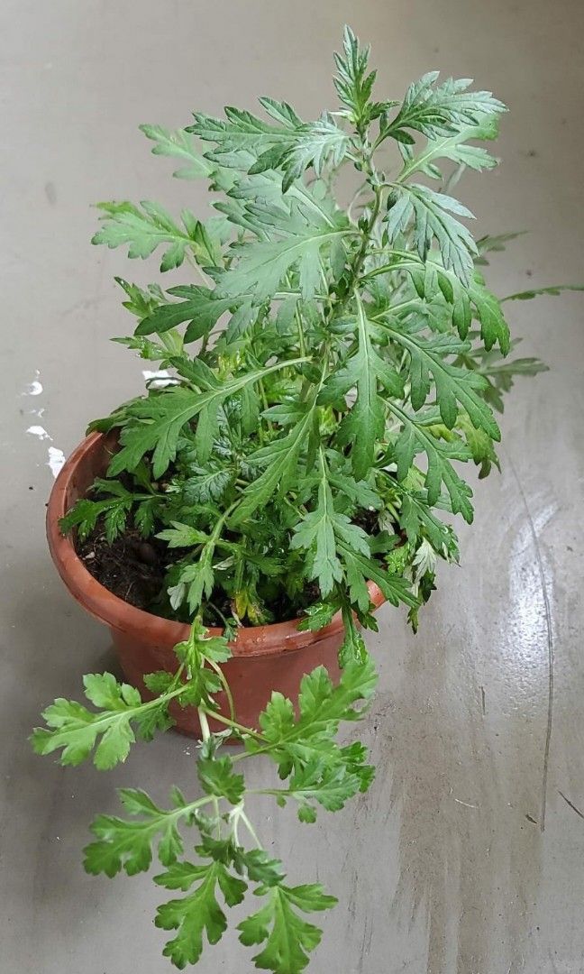 Artemisia Vulgaris Mugwort Felon Herb Medicine Vegetable plant ...