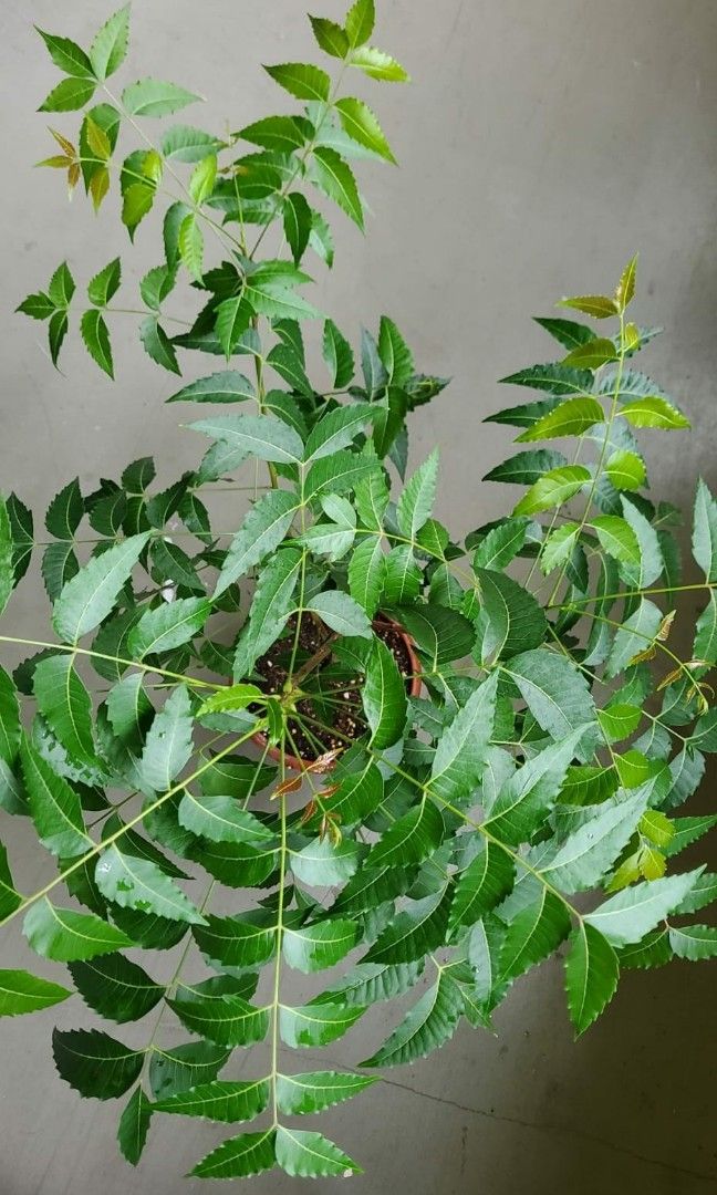 Azadirachta Indica Neem Tree Indian Lilac Margosa Nim Neem Nimbay ...