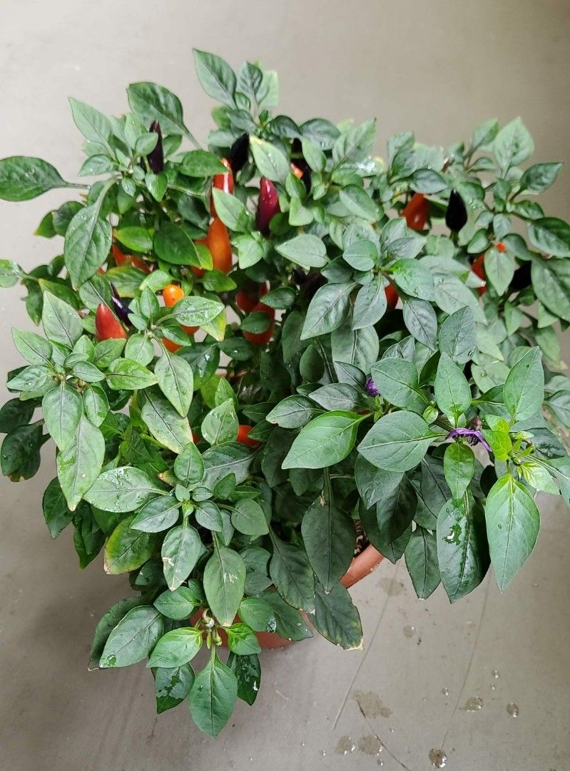 Capsicum Annuum Multicolour Chili Plant Cayenne Pepper, Furniture ...