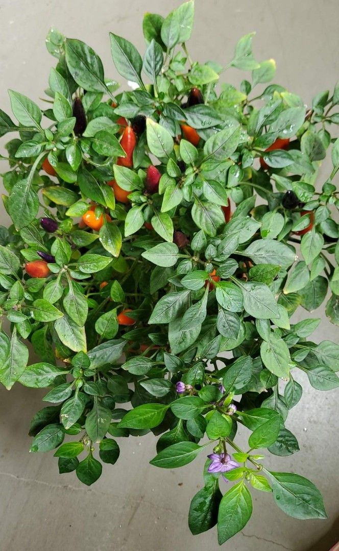 Capsicum Annuum Multicolour Chili Plant Cayenne Pepper, Furniture ...