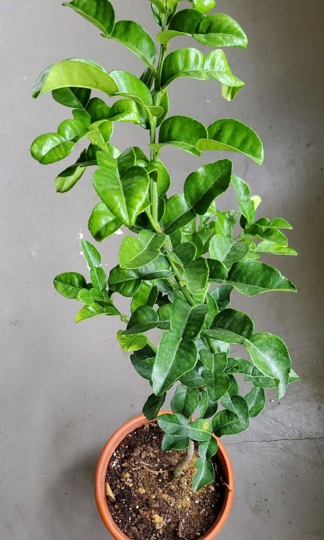 Citrus Hystrix Kaffir Lime Thai Makrut Mauritius Papeda Herbs Medicine ...