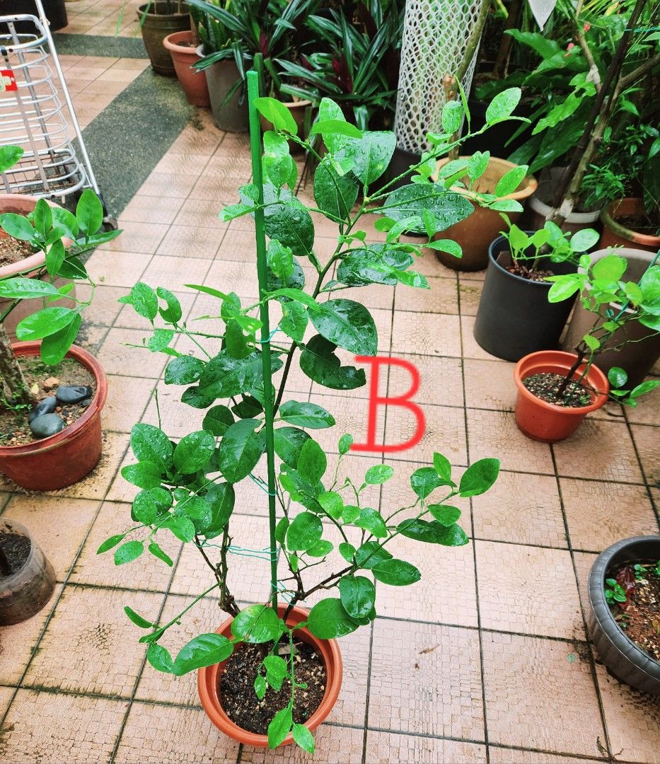 Key Lime Plants, Furniture & Home Living, Gardening, Plants & Seeds on ...