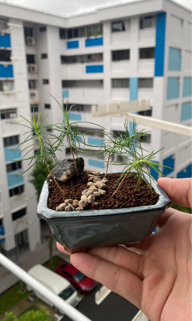 Kuromatsu Japanese Black Pine Forest Mame Bonsai, Furniture & Home ...