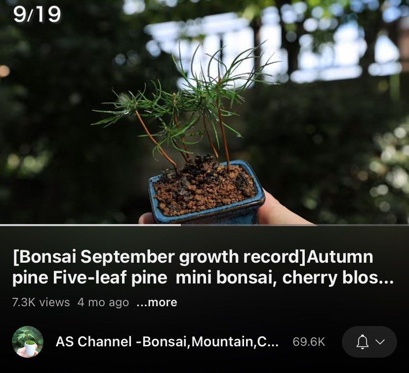 Kuromatsu Japanese Black Pine Forest Mame Bonsai, Furniture & Home ...