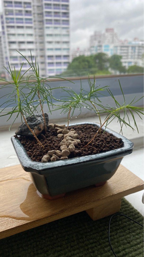 Kuromatsu Japanese Black Pine Forest Mame Bonsai, Furniture & Home ...