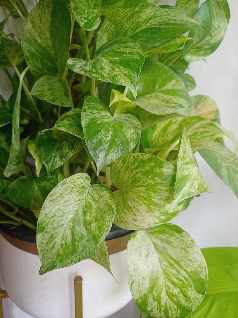REPRICED (from P500) Marble Pothos, Furniture & Home Living, Gardening ...
