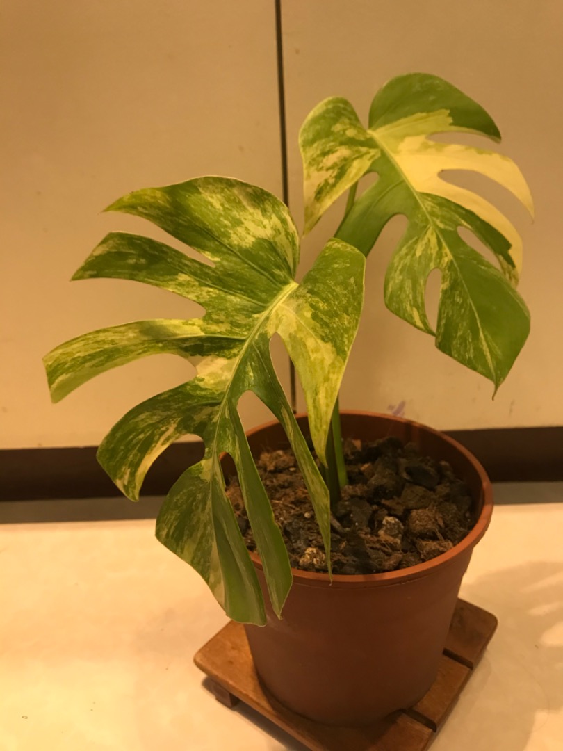 Monstera Borsi Aurea Tri color, Furniture & Home Living, Gardening ...