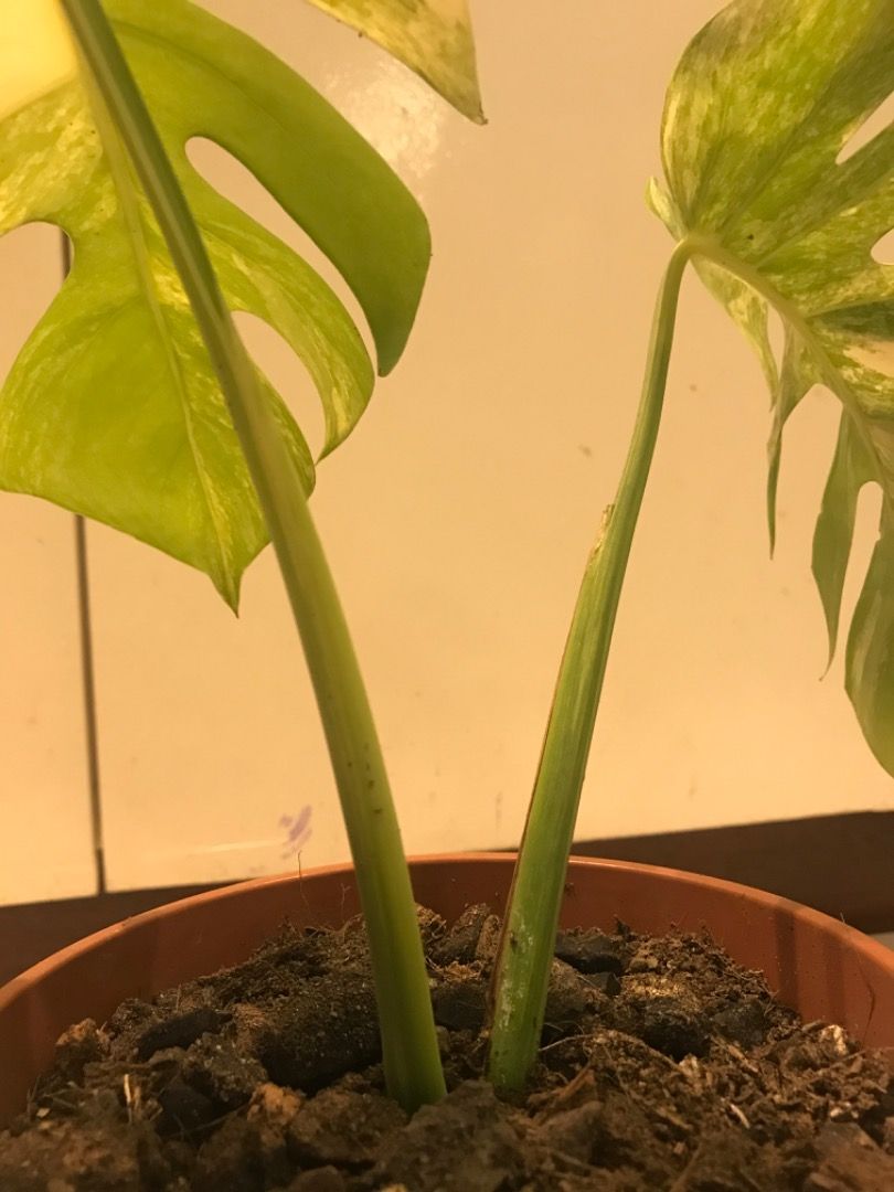 Monstera Borsi Aurea Tri color, Furniture & Home Living, Gardening ...