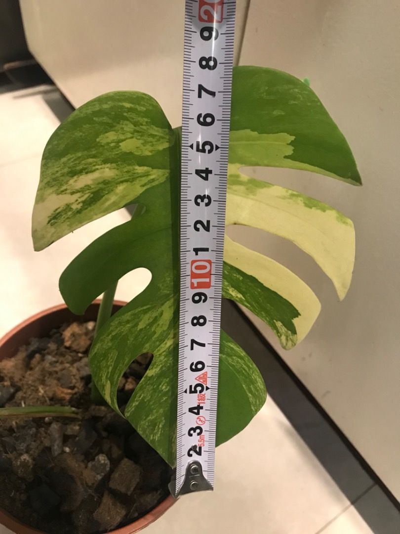 Monstera Borsi Aurea Tri color, Furniture & Home Living, Gardening ...