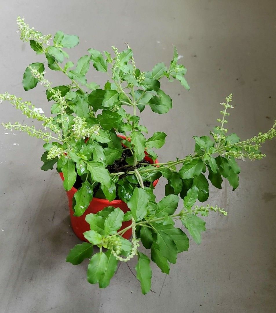 Ocimum Tenuiflorum Holy Basil Thai Hot Basil Tulsi Tulasi Indian holy ...
