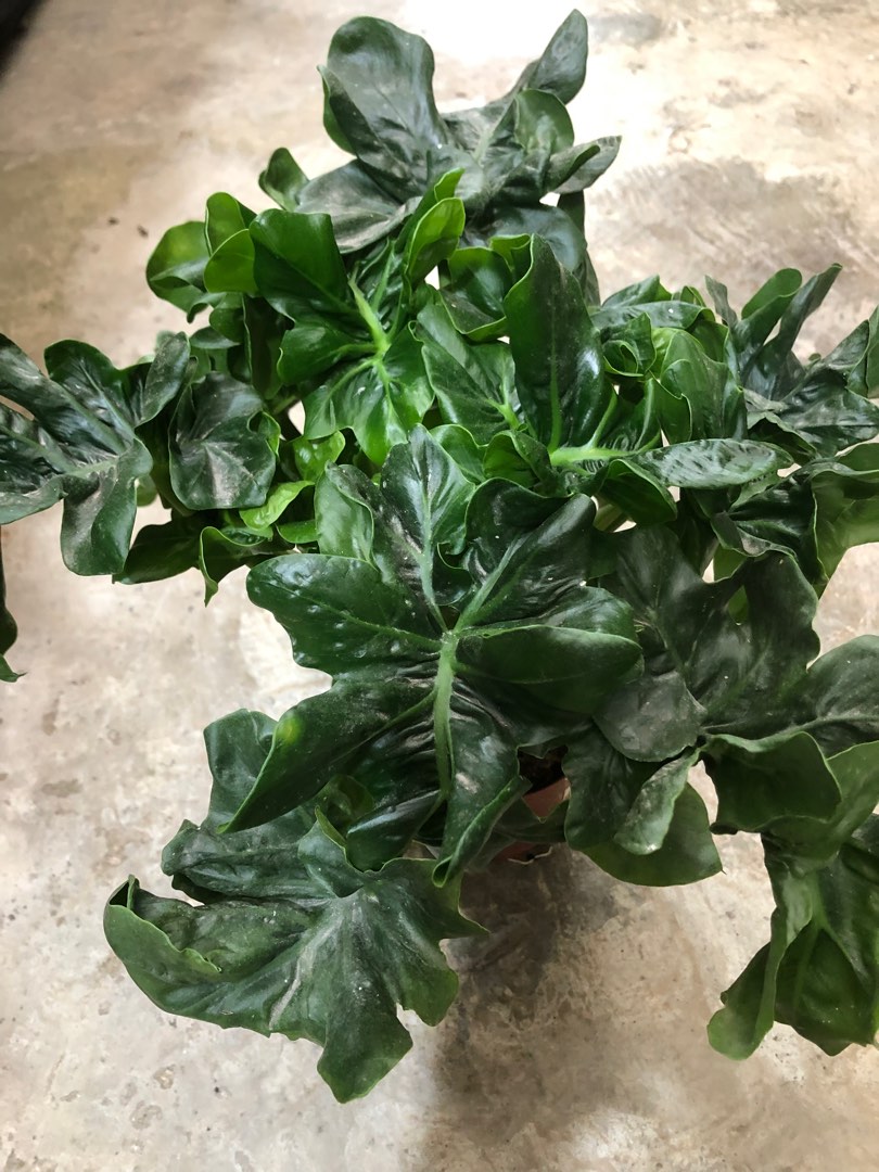 Philodendron Atom, Furniture & Home Living, Gardening, Plants & Seeds ...