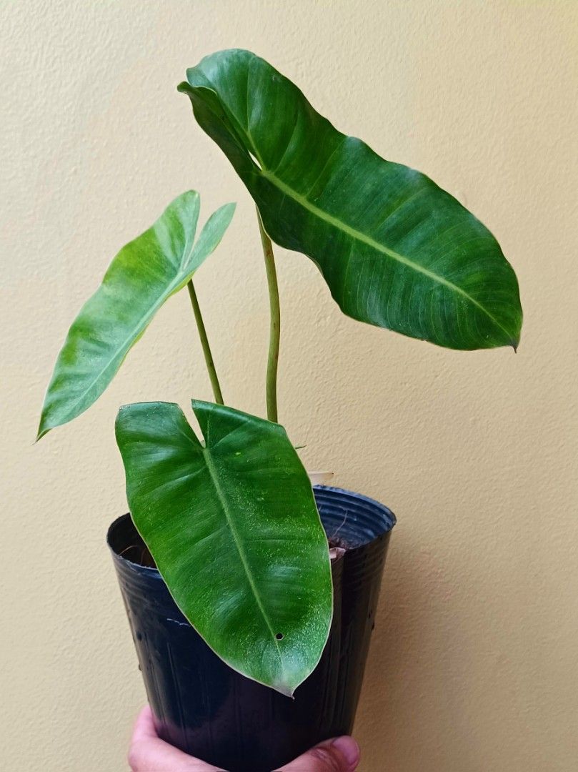 Philodendron Burle Marx Plant, Furniture & Home Living, Gardening ...
