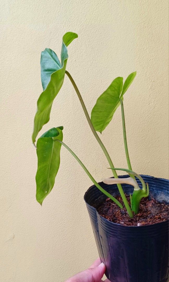 Philodendron Burle Marx Plant, Furniture & Home Living, Gardening ...