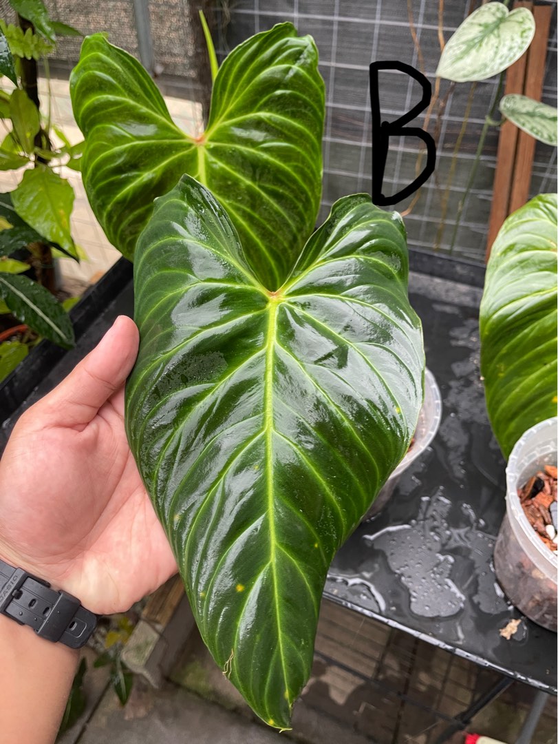 Philodendron Splendid, Furniture & Home Living, Gardening, Plants ...