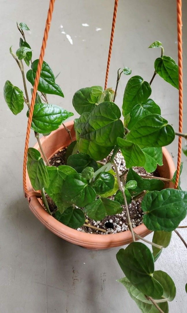 Piper Nigrum Betel Green Herbs Medicine Hanging Pot Daun Sirih ...
