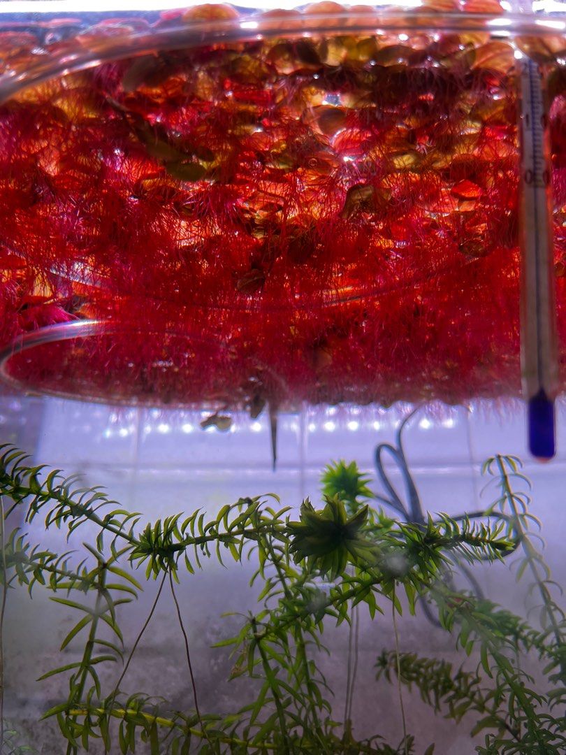 Red root floaters (Phyllanthus fluitans), Furniture & Home Living ...