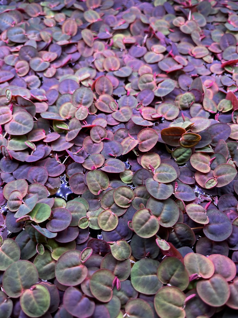 Red root floaters (Phyllanthus fluitans), Furniture & Home Living ...