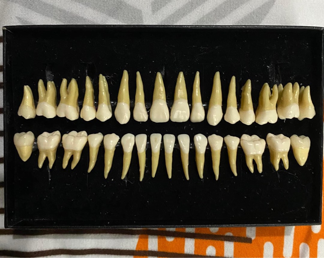 TOOTH MODEL with 40 wax, Hobbies & Toys, Stationary & Craft, Stationery ...