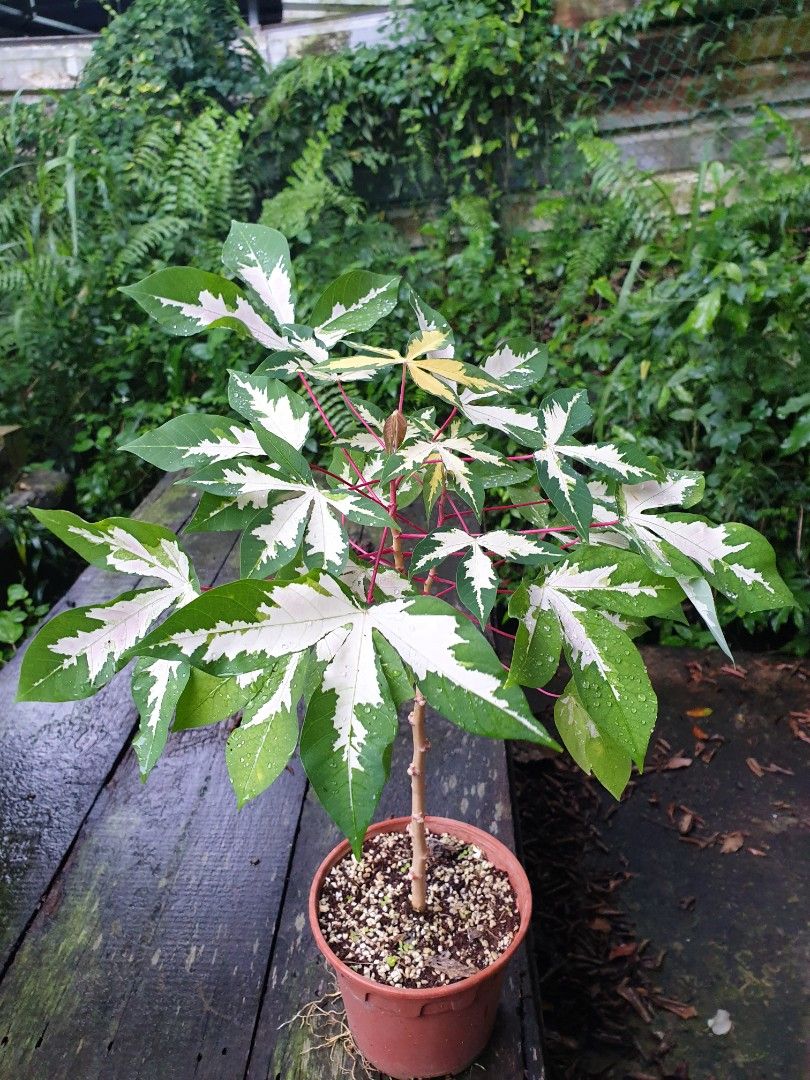 Variegated manihot esculenta ( tapioca), Furniture & Home Living ...