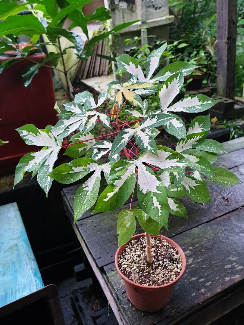 Variegated manihot esculenta ( tapioca), Furniture & Home Living ...