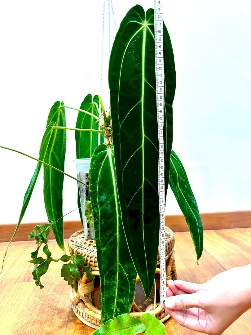 Anthurium warocqueanum, Furniture & Home Living, Gardening, Plants ...