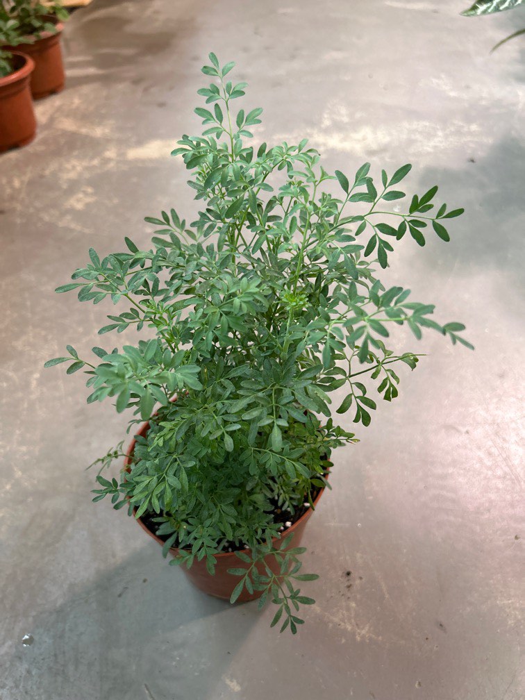 Arruda/Ruta/Common Rue (Herbs) plant, Furniture & Home Living ...
