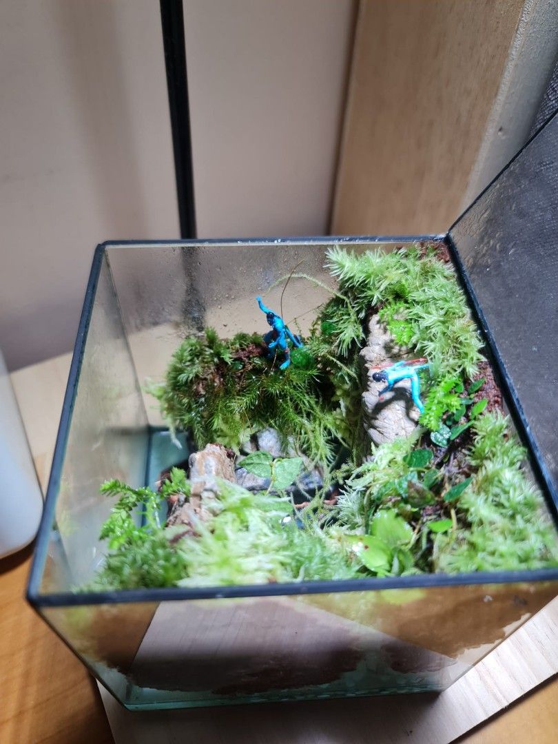 Avatar terrarium, Furniture & Home Living, Gardening, Pots & Planters ...