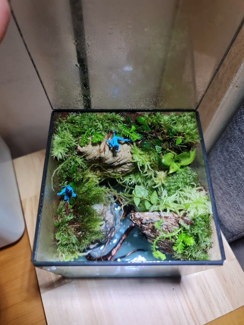 Avatar terrarium, Furniture & Home Living, Gardening, Pots & Planters ...