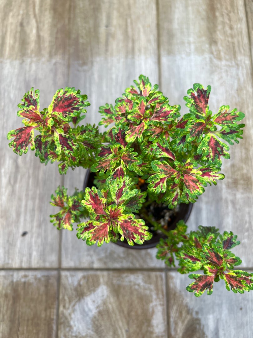 Coleus India Frills, Furniture & Home Living, Gardening, Plants & Seeds ...