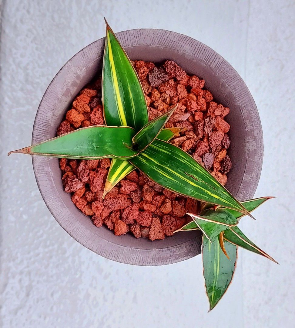 Doris Pfennig Variegated (Sansevieria), Furniture & Home Living ...