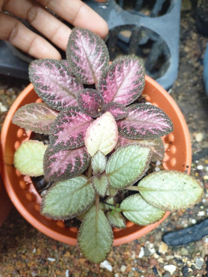 Episcia two types, Furniture & Home Living, Gardening, Plants & Seeds ...