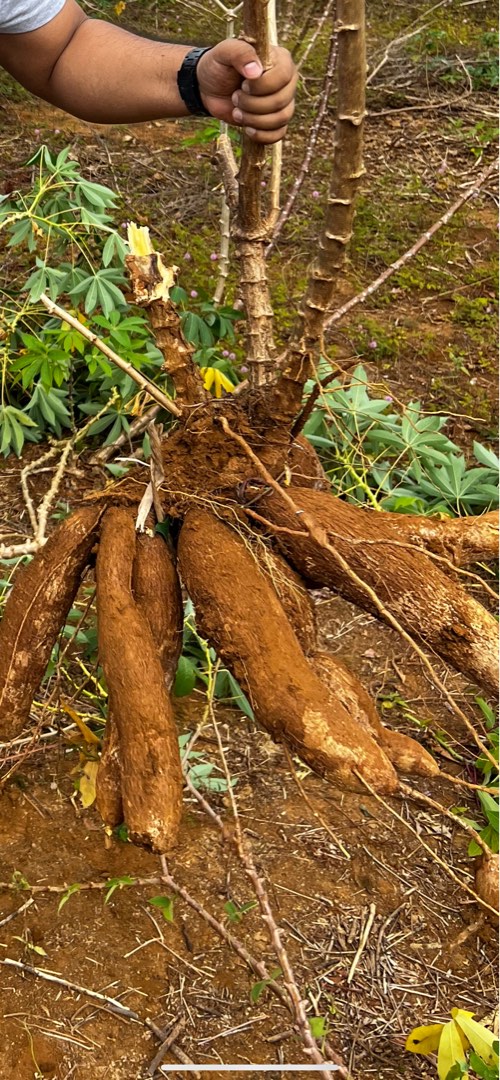 Kamoteng Kahoy (per sack or kilos), Food & Drinks, Fresh Produce on ...