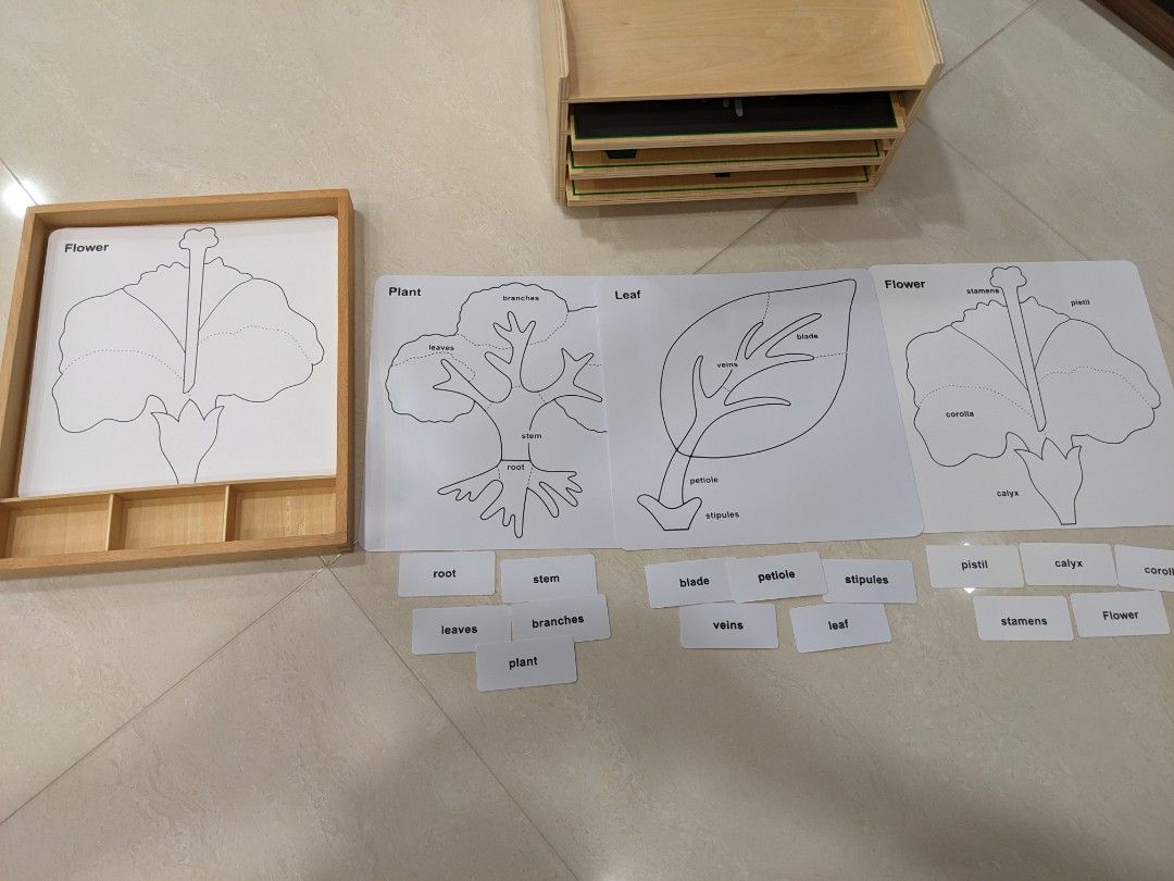 Montessori Cultural Botany Wooden Puzzle & activity set, Hobbies & Toys ...