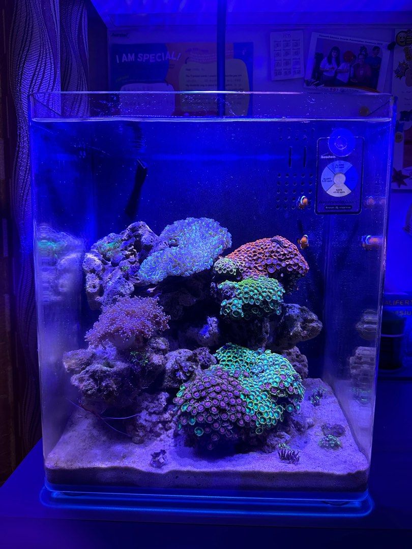 Nano Reef Tank Set, Pet Supplies, Homes & Other Pet Accessories on ...