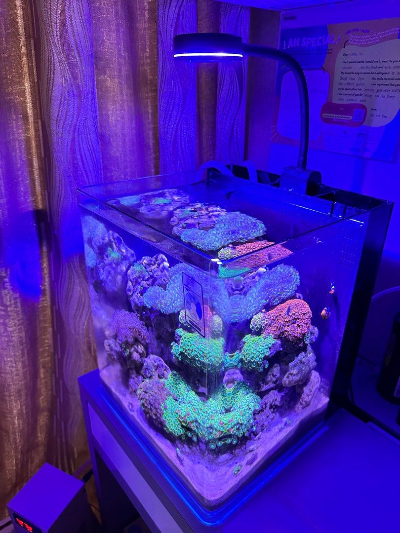 Nano Reef Tank Set, Pet Supplies, Homes & Other Pet Accessories on ...