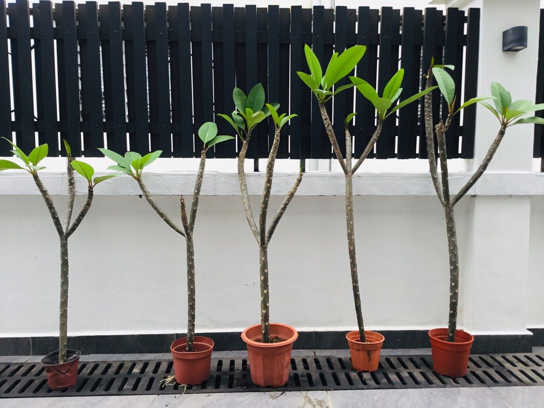 New Batch ! Frangipani Plants Triple Branches Dark Fuschia Red Flowers ...
