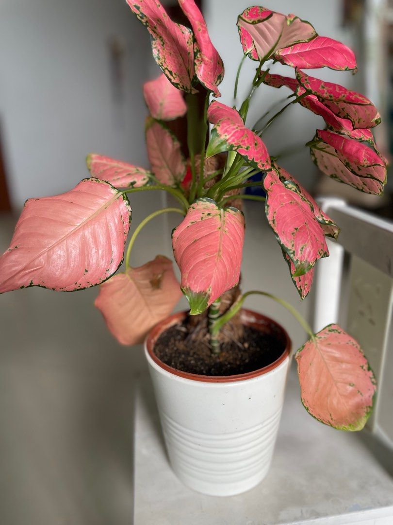 Plant with ikea muskot 11cm pot, Furniture & Home Living, Gardening ...