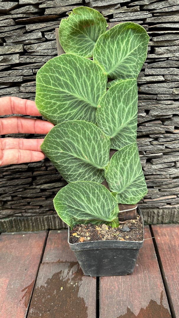 Rhaphidophora Cryptantha, Furniture & Home Living, Gardening, Plants ...