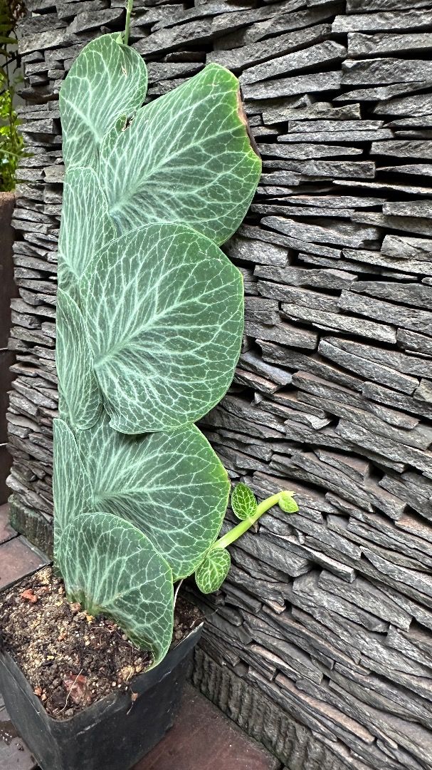 Rhaphidophora Cryptantha, Furniture & Home Living, Gardening, Plants ...