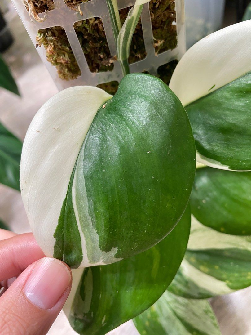 Scindapsus Treubii Moonlight Albo Variegata, Furniture & Home Living ...