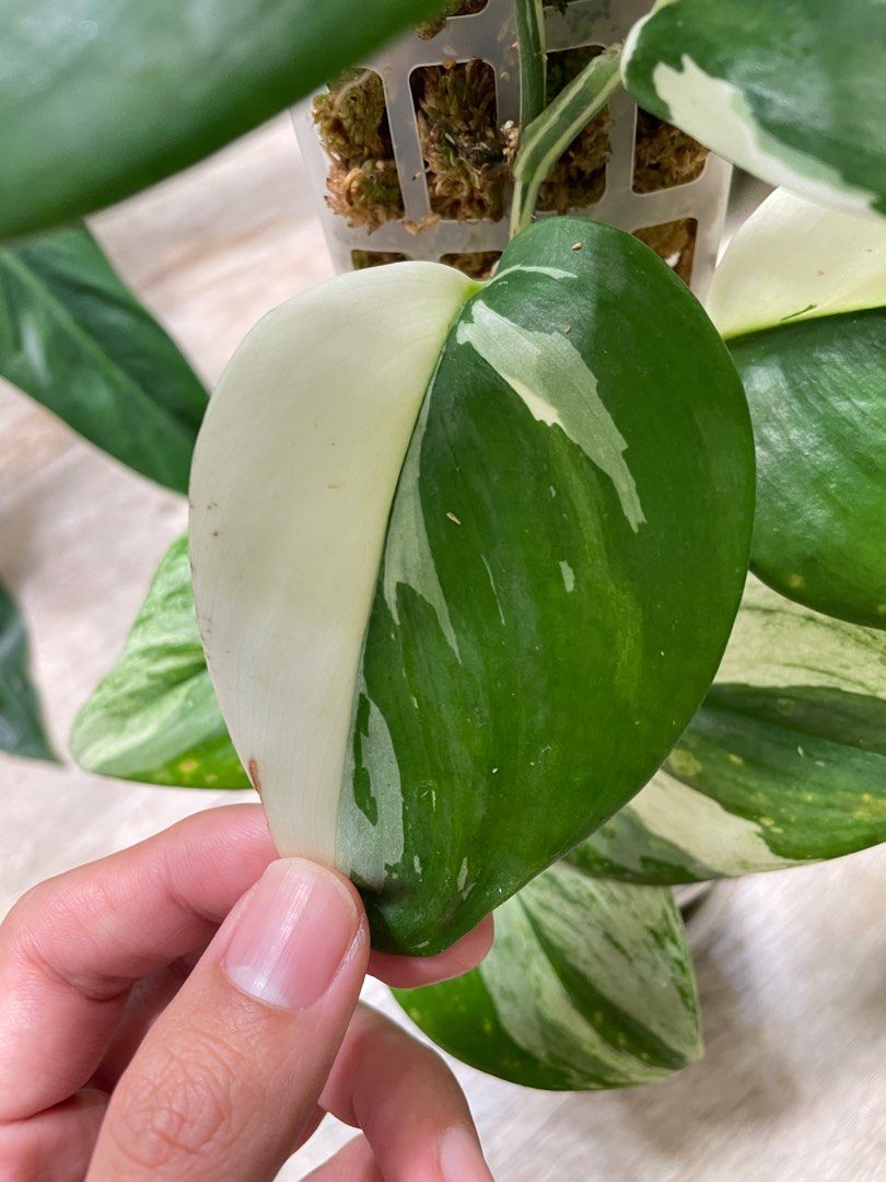 Scindapsus Treubii Moonlight Albo Variegata, Furniture & Home Living ...