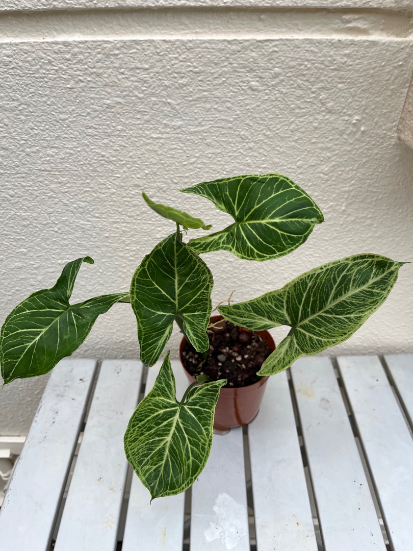 Syngonium Batik, Furniture & Home Living, Gardening, Plants & Seeds on ...