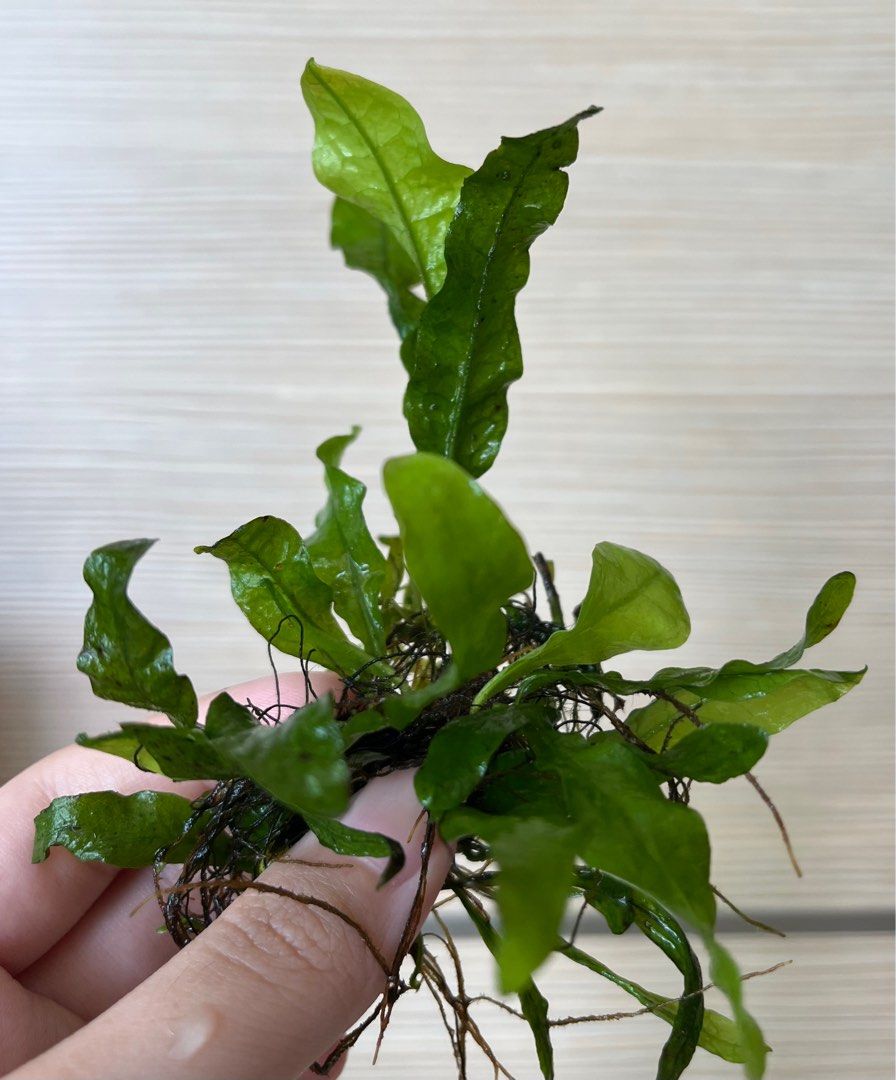 Anubias Golden Nana and Java Fern, Pet Supplies, Homes & Other Pet ...