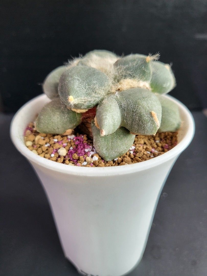 Ariocarpus Retusus Maruibo Trifinger, Furniture & Home Living ...