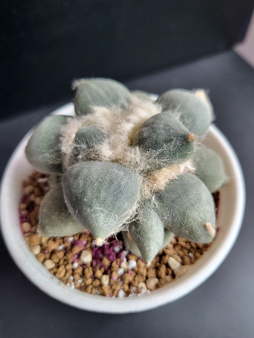 Ariocarpus Retusus Maruibo Trifinger, Furniture & Home Living ...