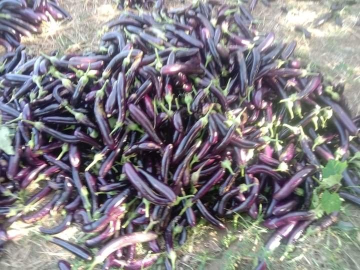 Eggplant/ Talong, Food & Drinks, Fresh Produce on Carousell