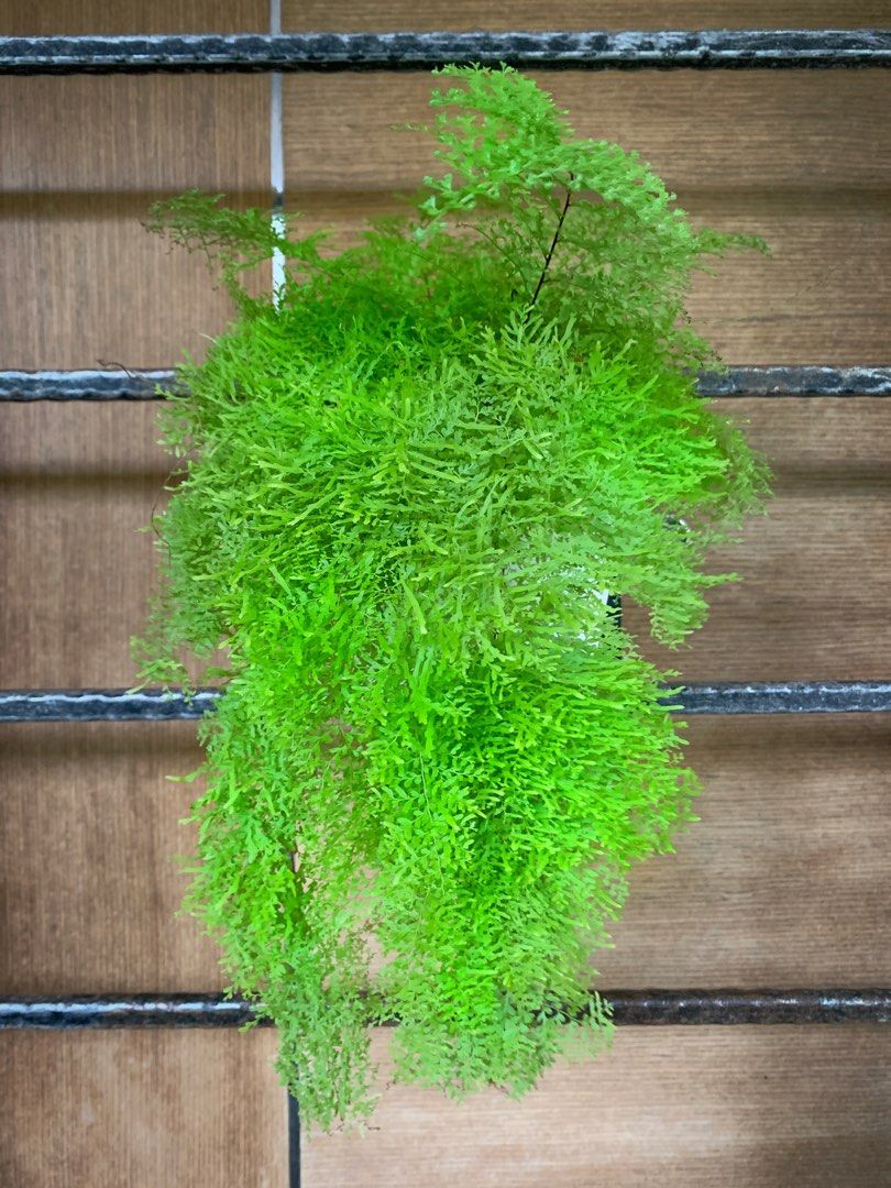 Fern - Cotton Candy or Suzy Wong, Furniture & Home Living, Gardening ...