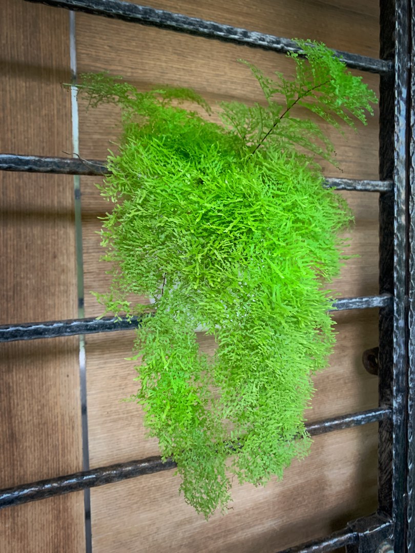 Fern - Cotton Candy or Suzy Wong, Furniture & Home Living, Gardening ...